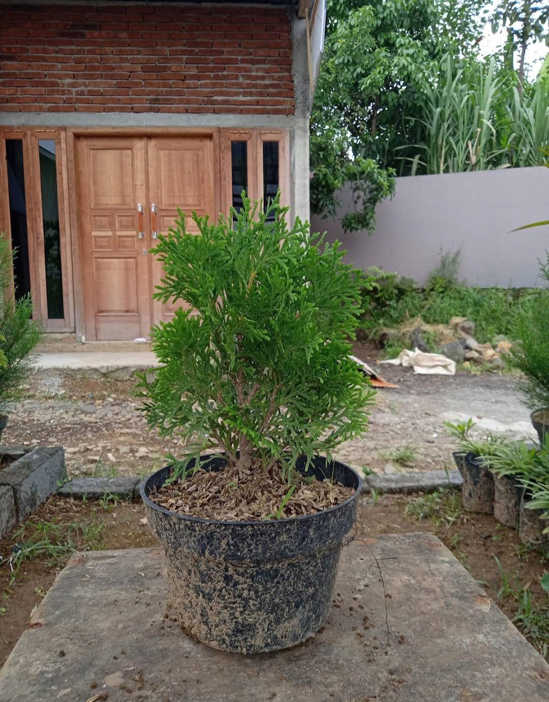Thuja Occidentalis 'Douglasii Pyramidalis' Tree Home Rare Live Plant ...
