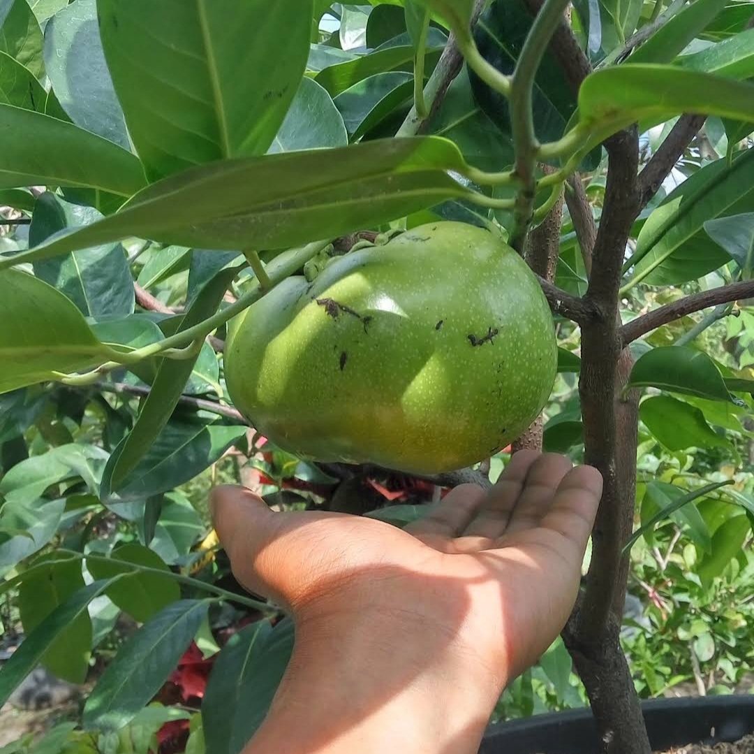 Black Sapote Tree - 'Chocolate Pudding Fruit' Home Rare Live Plant ...