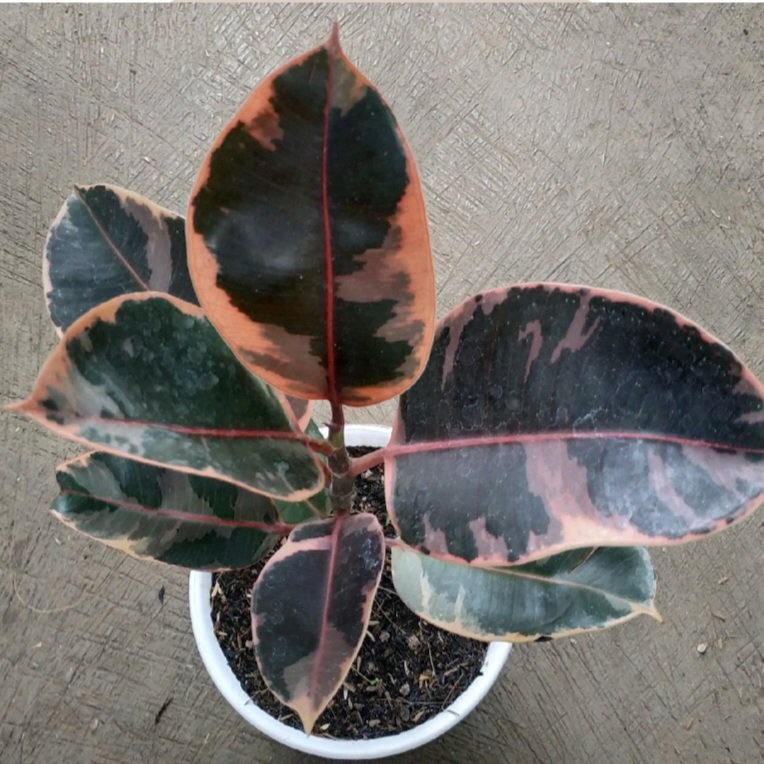 Ficus Elastica Pink Ruby Plant Home Rare Live Plant - Plant for Your ...