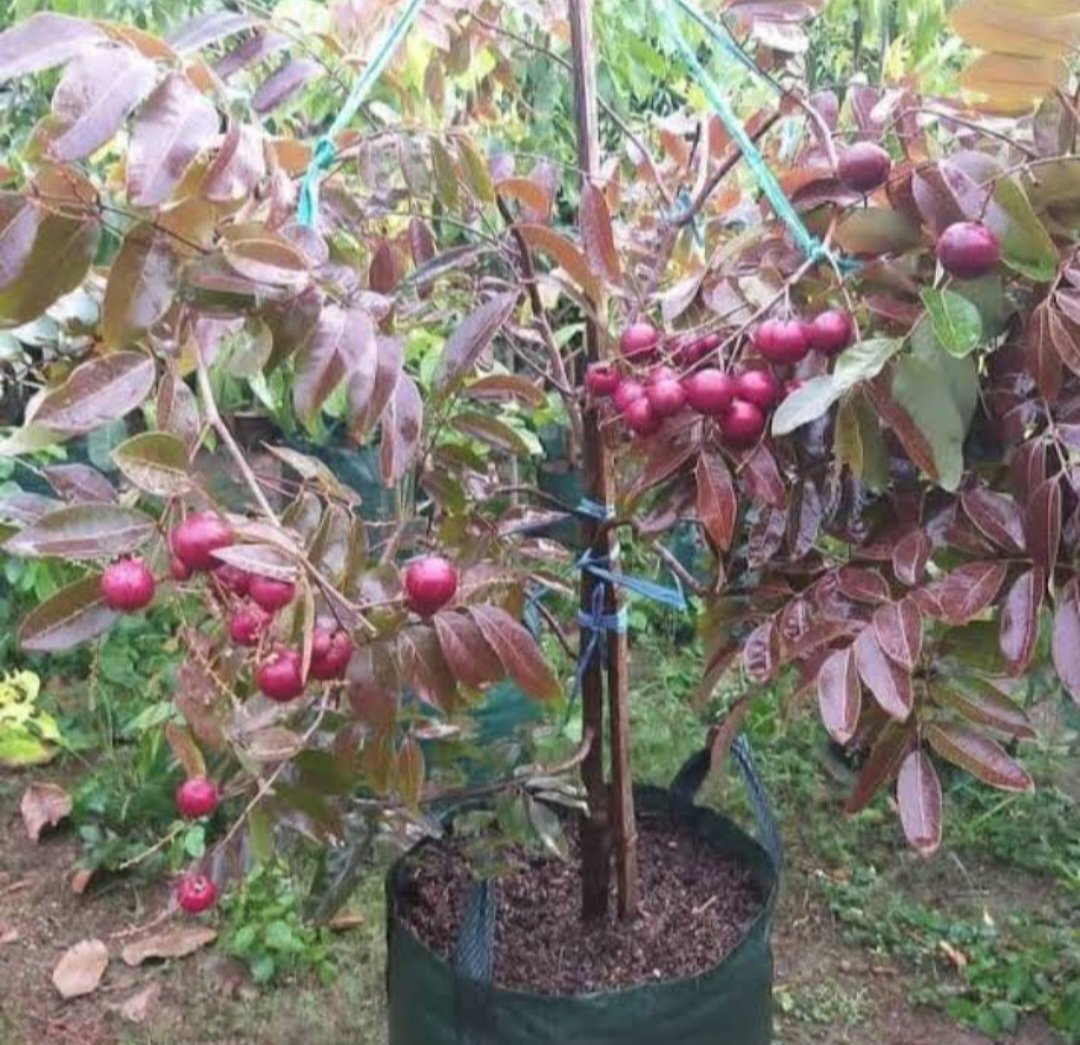 Red Ruby Longan Tree Fruit Home Rare Live Plant - Plant for Your Home ...