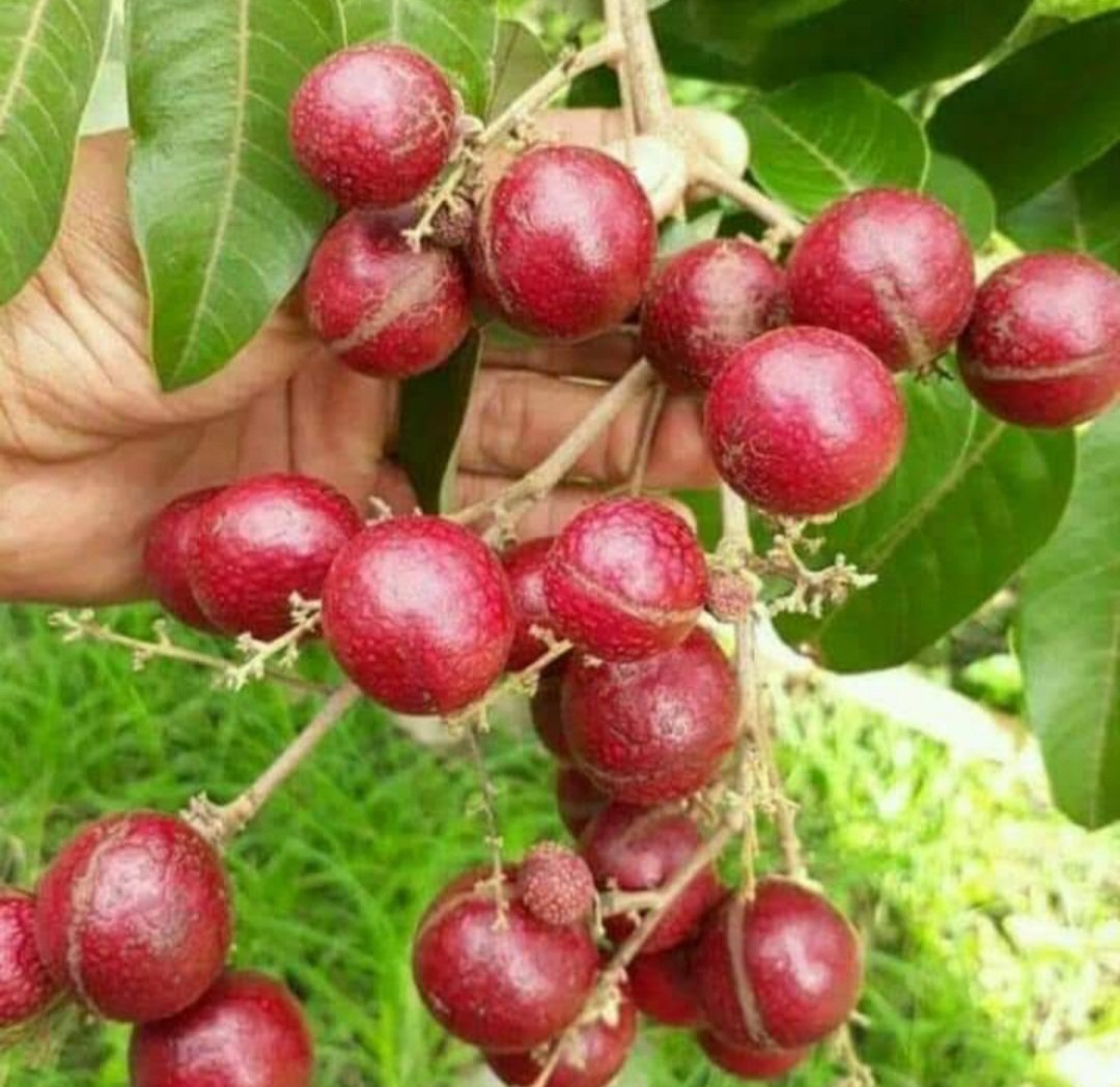 Red Ruby Longan Tree Fruit Home Rare Live Plant - Plant for Your Home ...