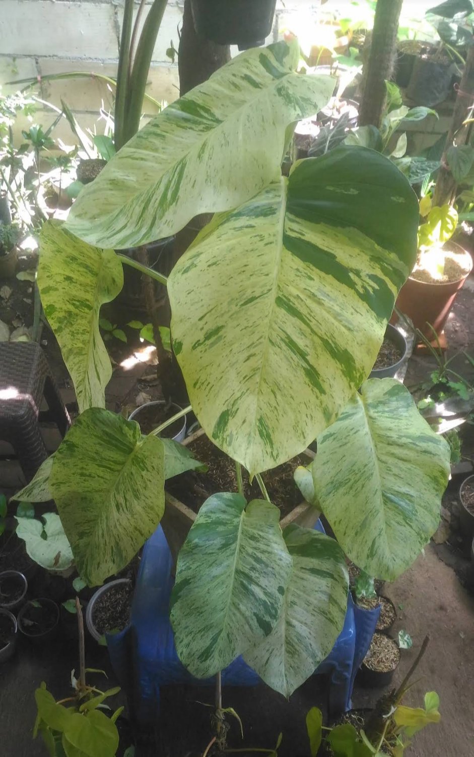Marble Queen Pothos Epipremnum Flower Live Plant Rare - Plant for Your ...