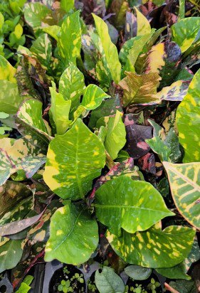 Croton Codiaeum Variegatum Magnificent Flower Live Plant Rare - Plant ...