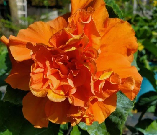 EXOTIC JANE COWELL HIBISCUS Flower Live Plant Rare - Plant for Your ...