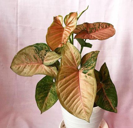 Syngonium Pink Flecked Variegated Houseplants Flower Live Plant Rare ...