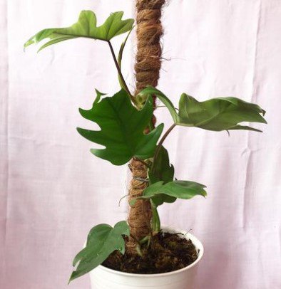 Philodendron Mottled Dragon Houseplants Flower Live Plant Rare - Plant ...