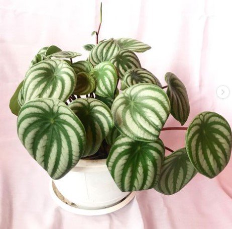 Peperomia watermelon Indoor Houseplants Flower Live Plant Rare - Plant ...