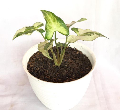 Syngonium Freckles Houseplants Flower Live Plant Rare - Plant for Your ...