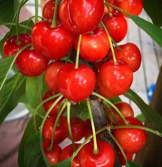 Dwarf Stella CHERRY Tree Rare Fruit Live Plant Rare - Plant for Your ...