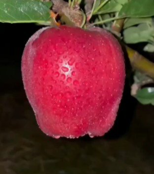 Red Delicious Apple Tree Fruit Houseplant Rare Tree Live Plant - Plant ...