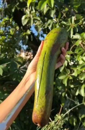 long neck avocado tree Fruit Houseplant Rare Tree Live Plant - Plant ...