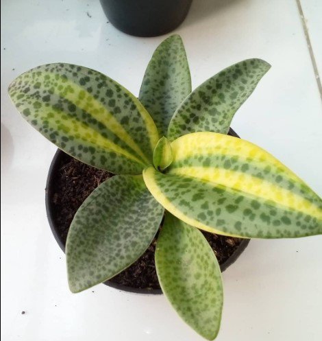 Variegated Leopard Lily Rare Home Flower Live Plant - Plant for Your ...