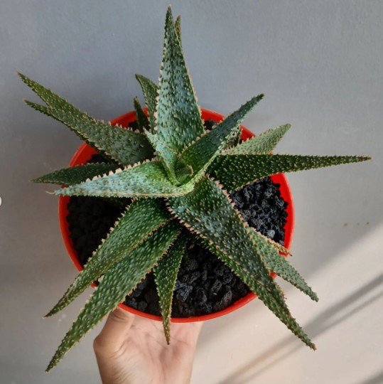 Aloe Viper Green Plant Rare Home Live Plant - Plant for Your Home Garden