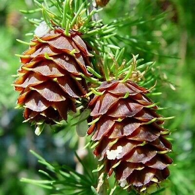 NEW - 30 Seeds Western Larch Tamarack Tree (Larix occidentalis)