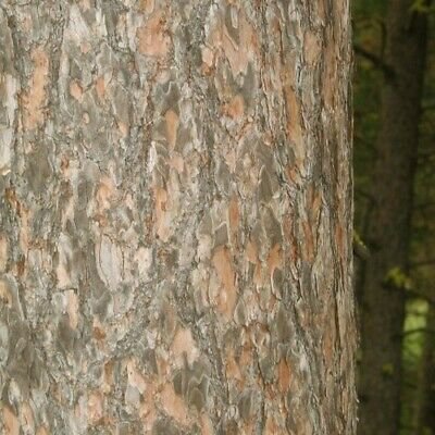 NEW - 30 Seeds Western Larch Tamarack Tree (Larix occidentalis)