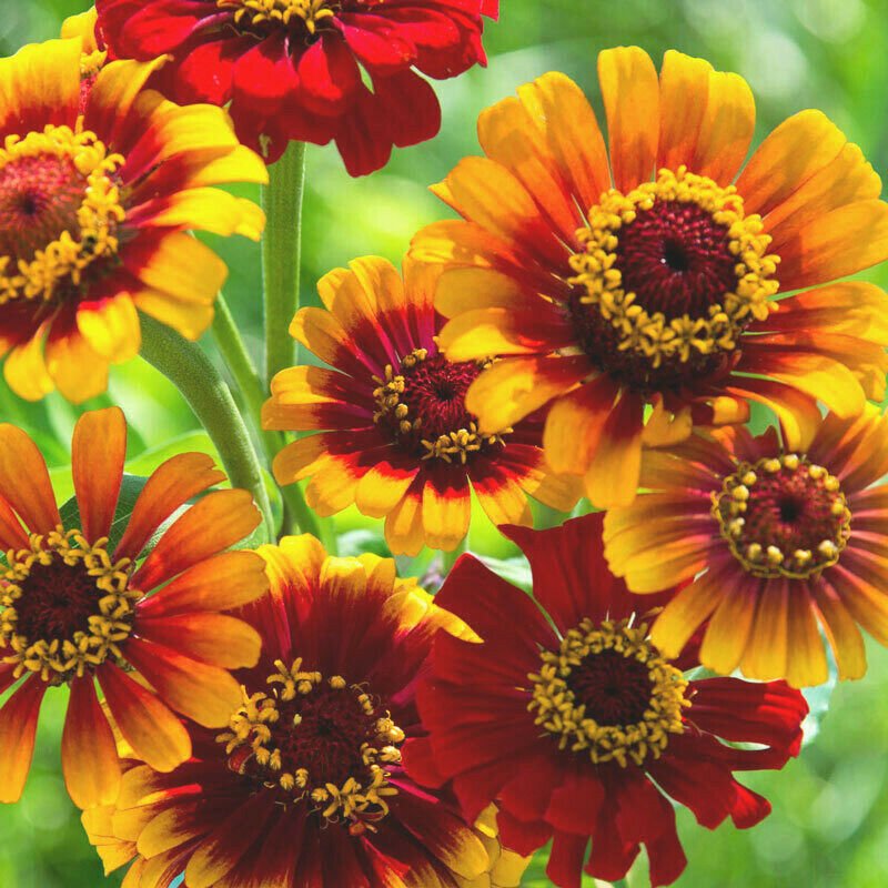 Sombrero Zinnia Seeds | Garden Sombrero Mexican Daisy Zinnias Flower ...