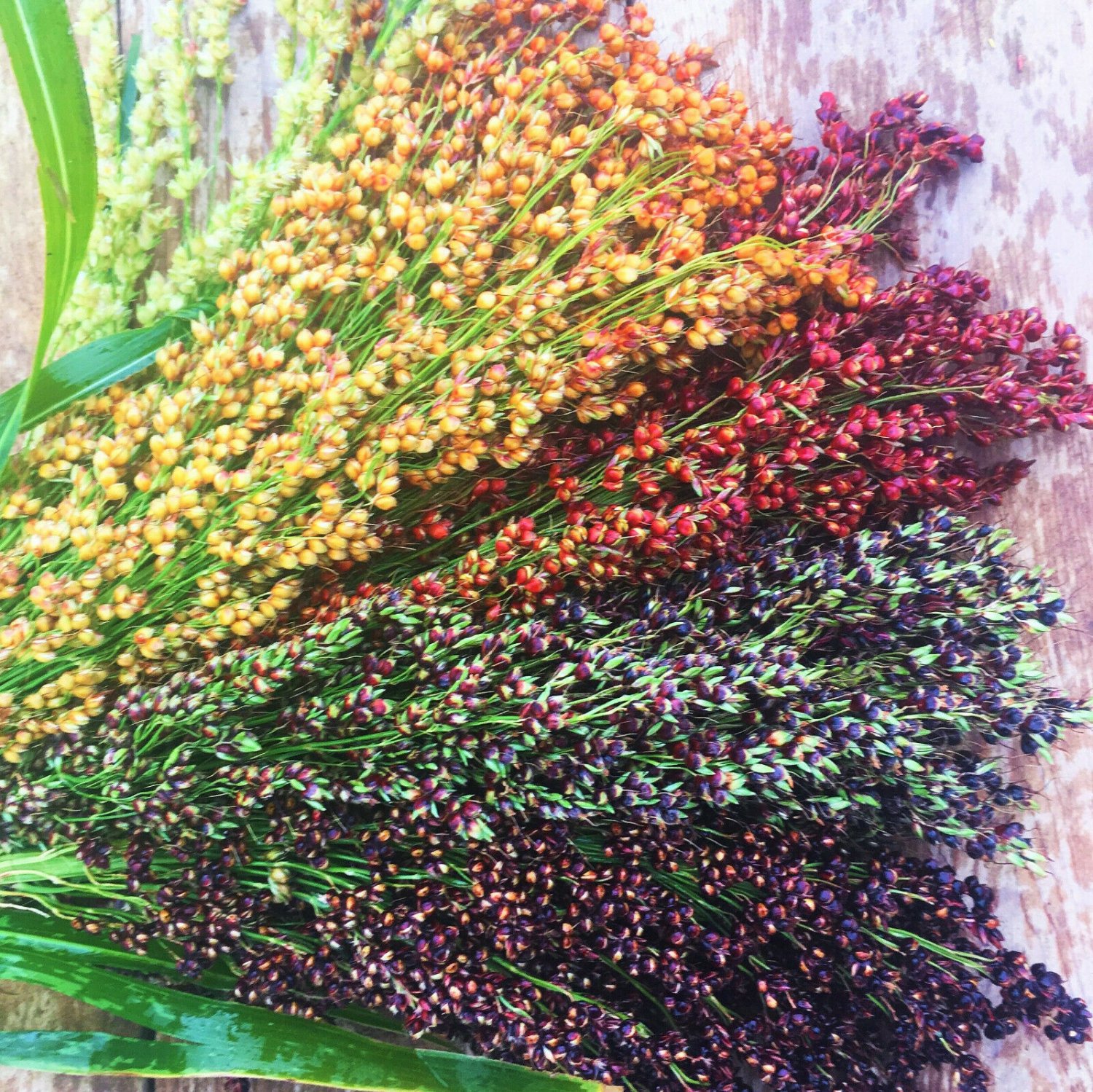 Rainbow Colors Broom Corn Seeds | Colorful Sorgum Millet Wild Flower ...