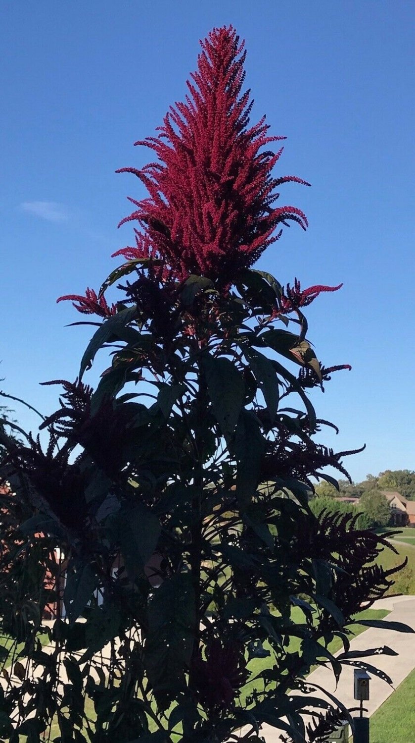 Amaranth OPOPEO Tall HEIRLOOM Edible Leaves Cut Flower TALL! Non-GMO ...