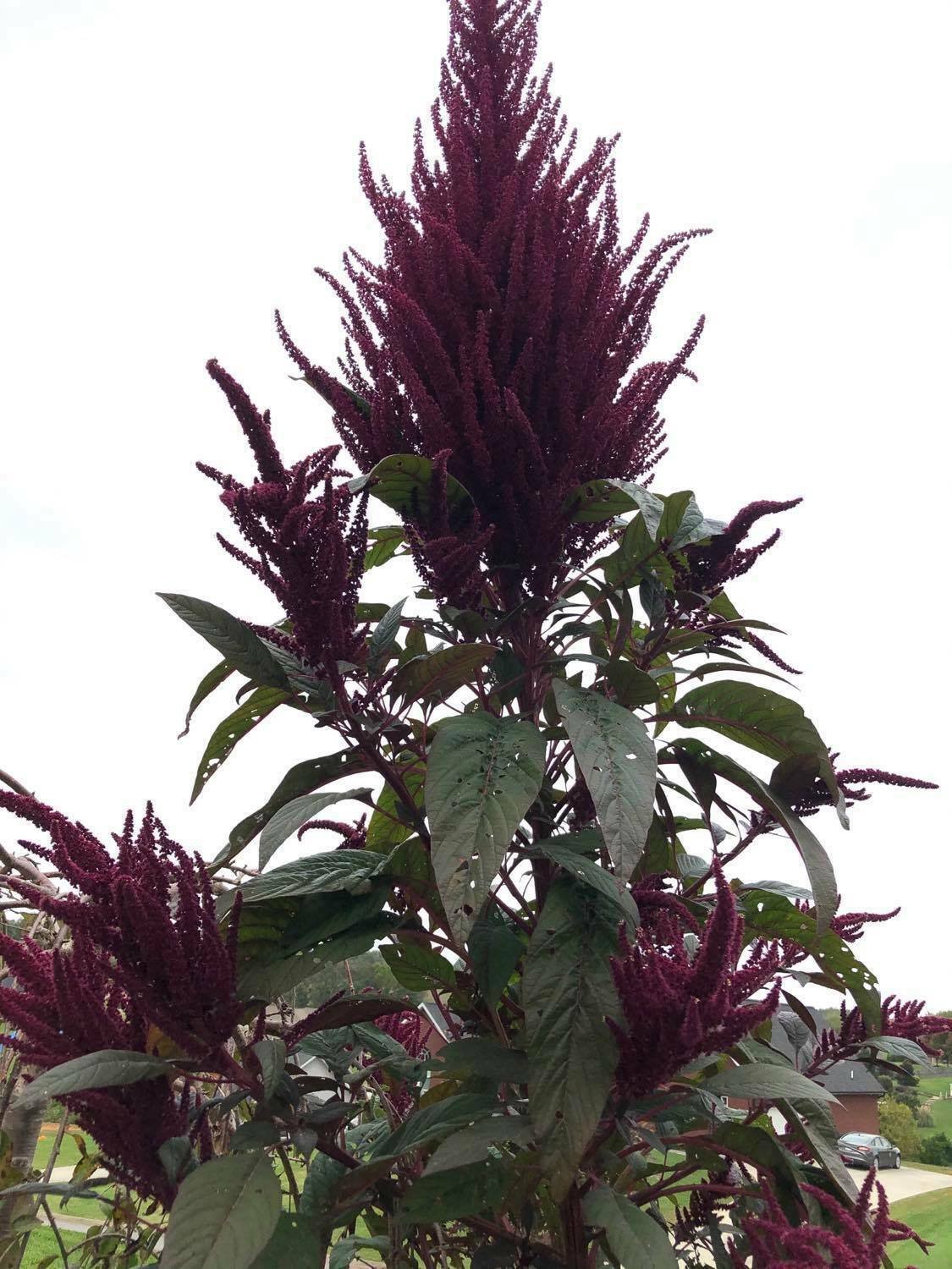 Amaranth OPOPEO Tall HEIRLOOM Edible Leaves Cut Flower TALL! Non-GMO 500+ Seeds