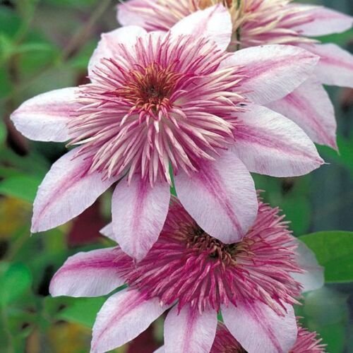 Large Bloom Climbing Perennial Flowers Flower 25 Double Pink Clematis ...
