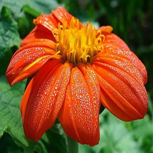 Seeds (Tithonia Speciosa) Sunflower Mexican Red Torch 30+Seeds
