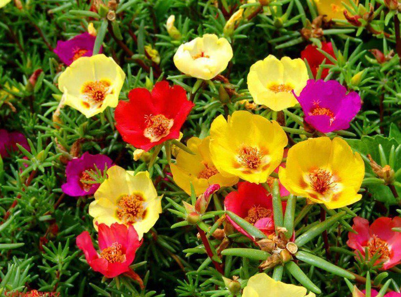 HOT Portulaca Grandiflora Single Mix Beautiful Flower 700 ENG Seeds