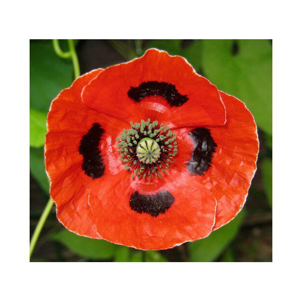 HOT Papaver Commutatum Poppy Ladybird Beauitful Flower 1000+ ENG Seeds