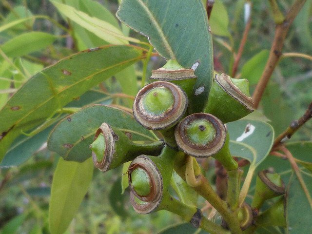 50 AU Seeds Grey Gum Large fruited Eucalyptus canaliculata