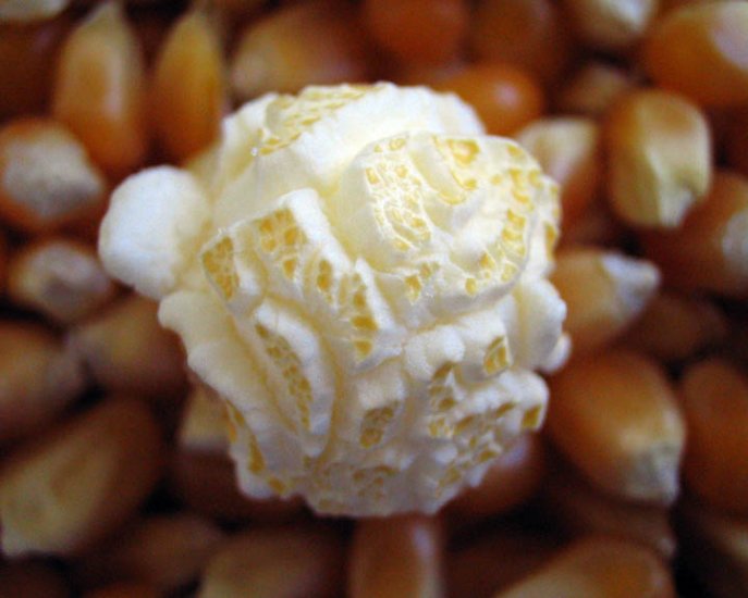 Mushroom Kernel Popcorn 5 Pounds