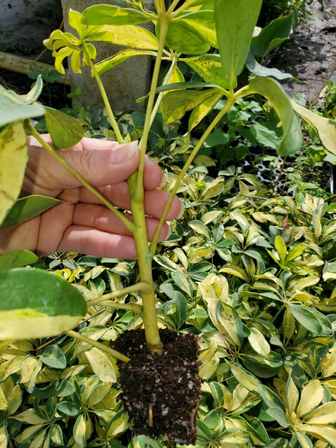 Variegated Umbrella Tree Live Plant~Schefflera arboricola Trinette 7 to ...