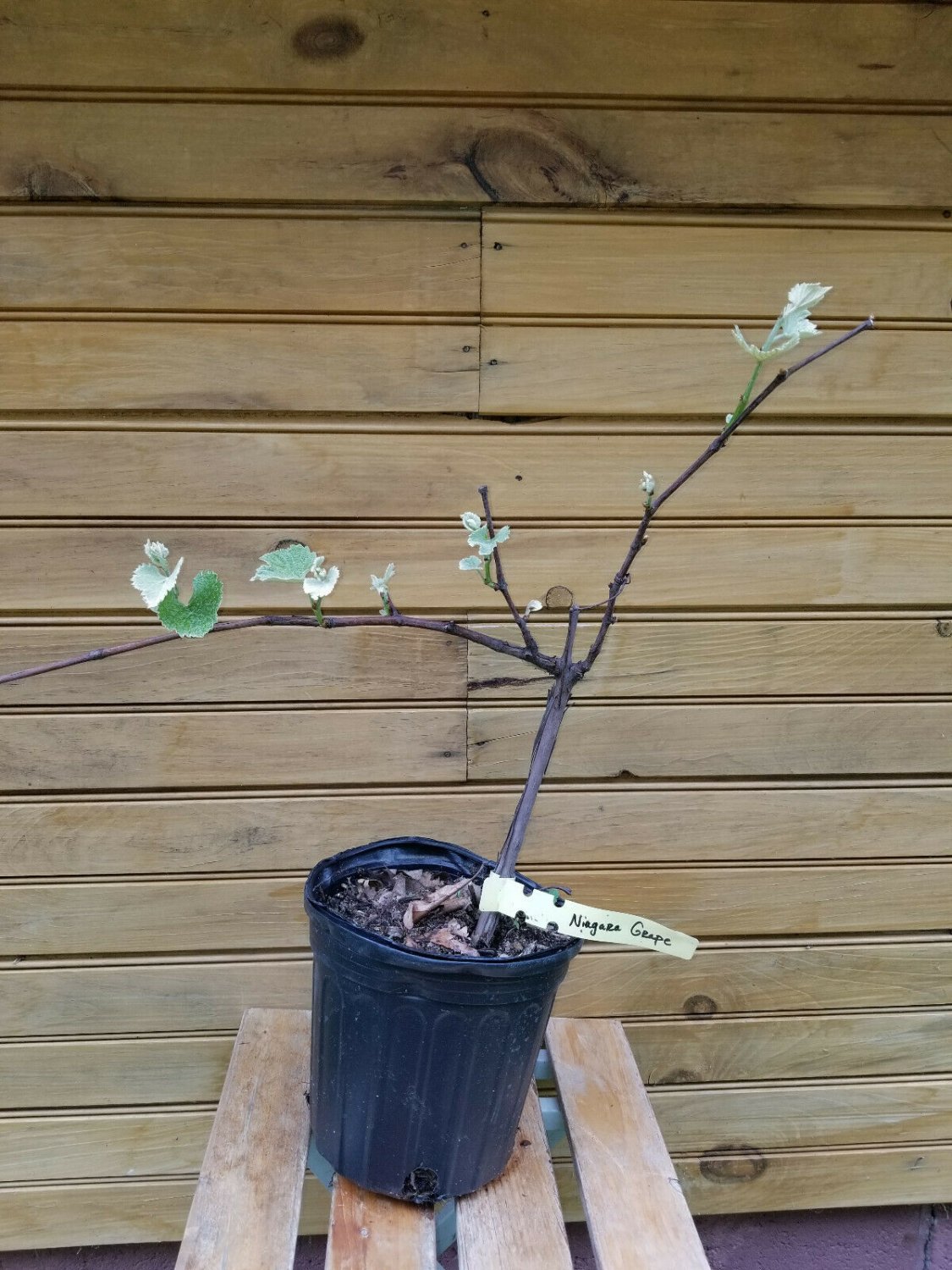 10” – 12” Niagara Grapevine – Vitis labrusca - live plant #02