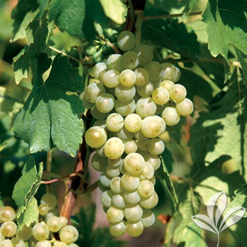 10” – 12” Niagara Grapevine – Vitis labrusca - live plant #02