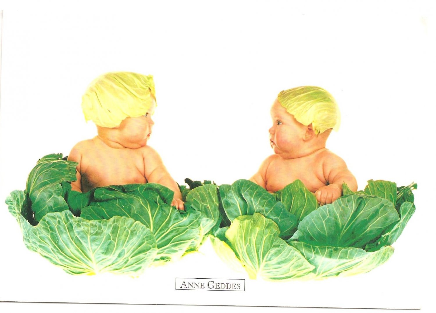 Anne Geddes Postcard 1995 605-024 Baby Cabbage 4x6