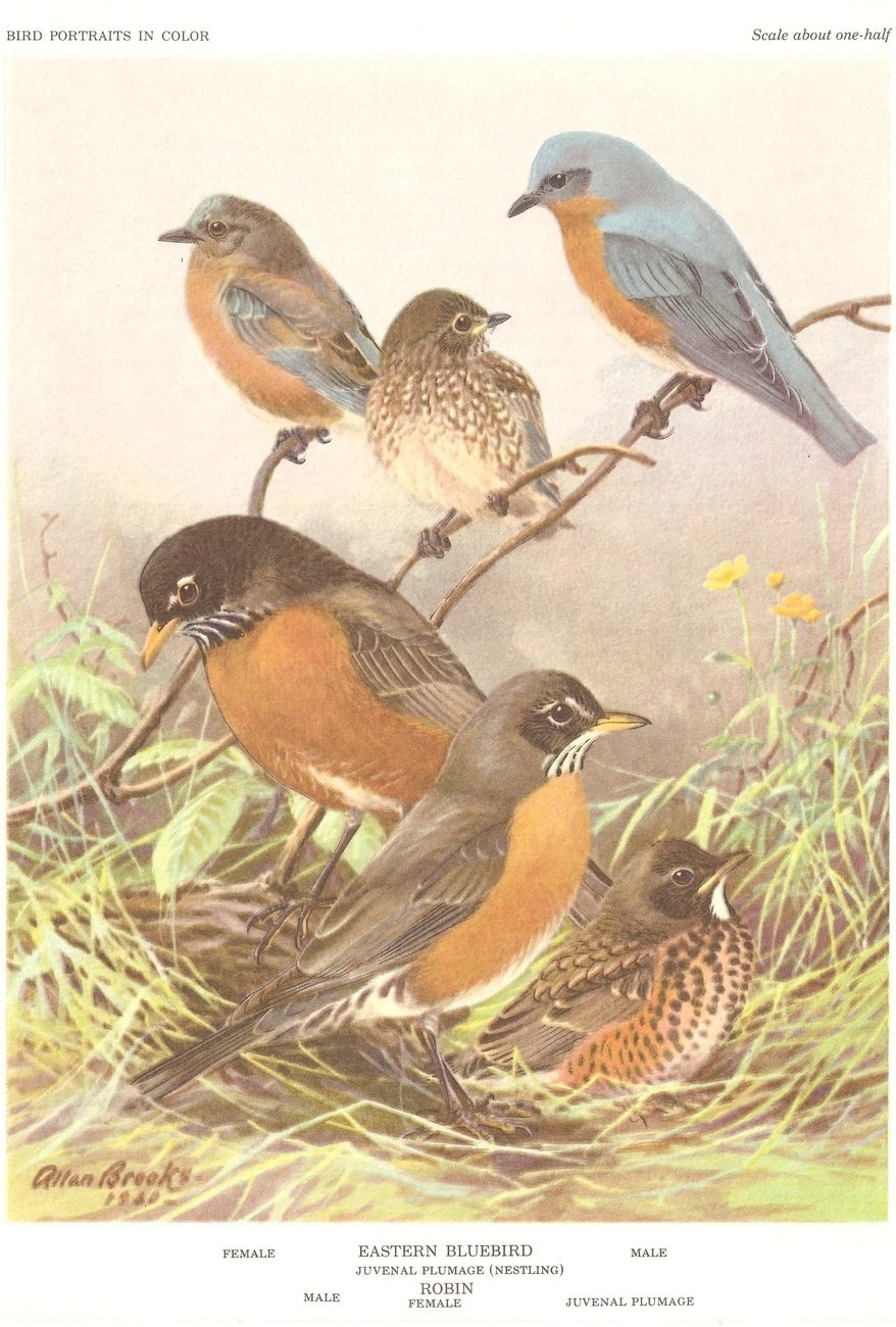 Allan Brooks Bird Portrait Eastern Bluebird Robin Print 1960
