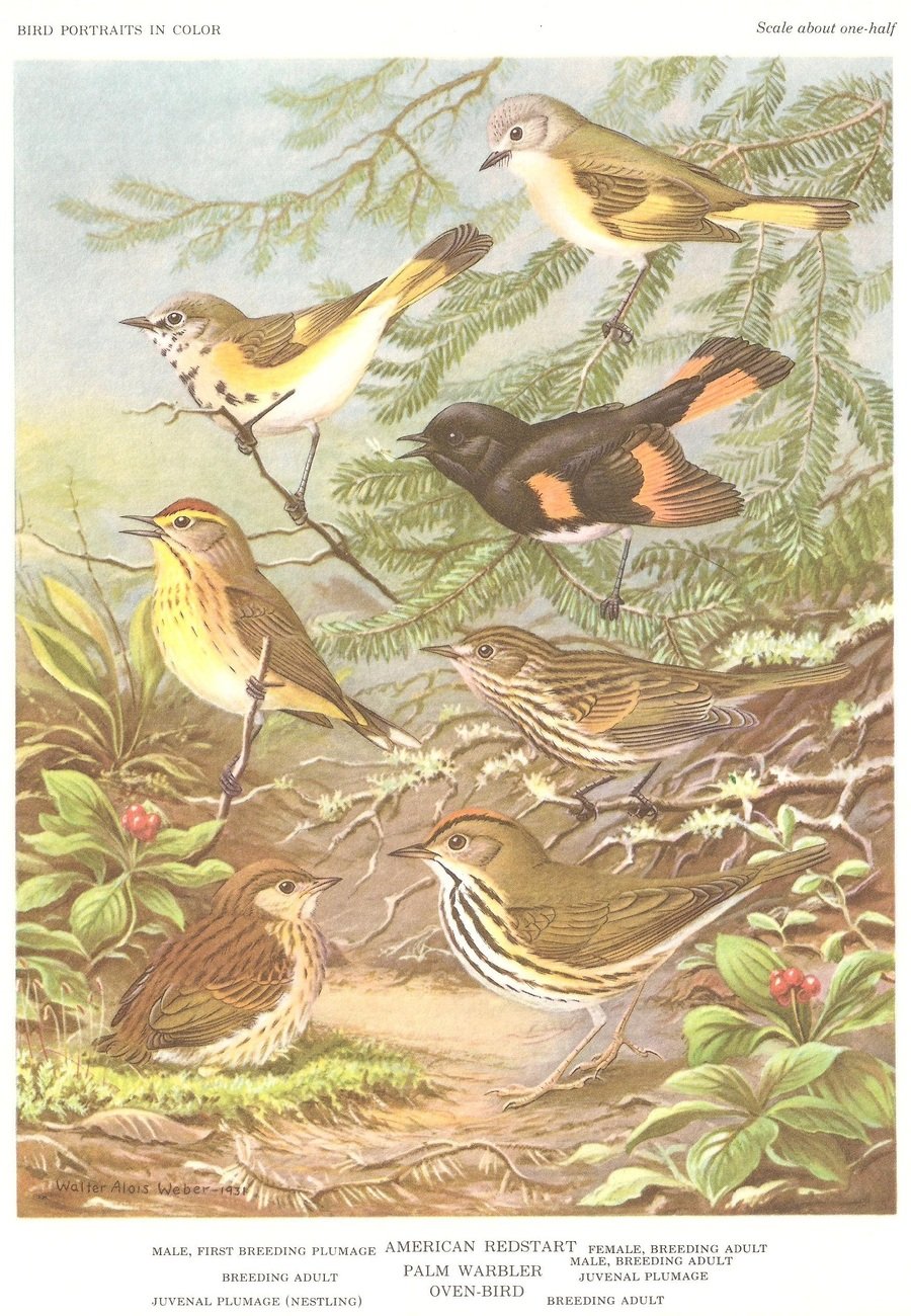 Walter Weber Bird Portrait Wood Warbler Vintage Print 1960