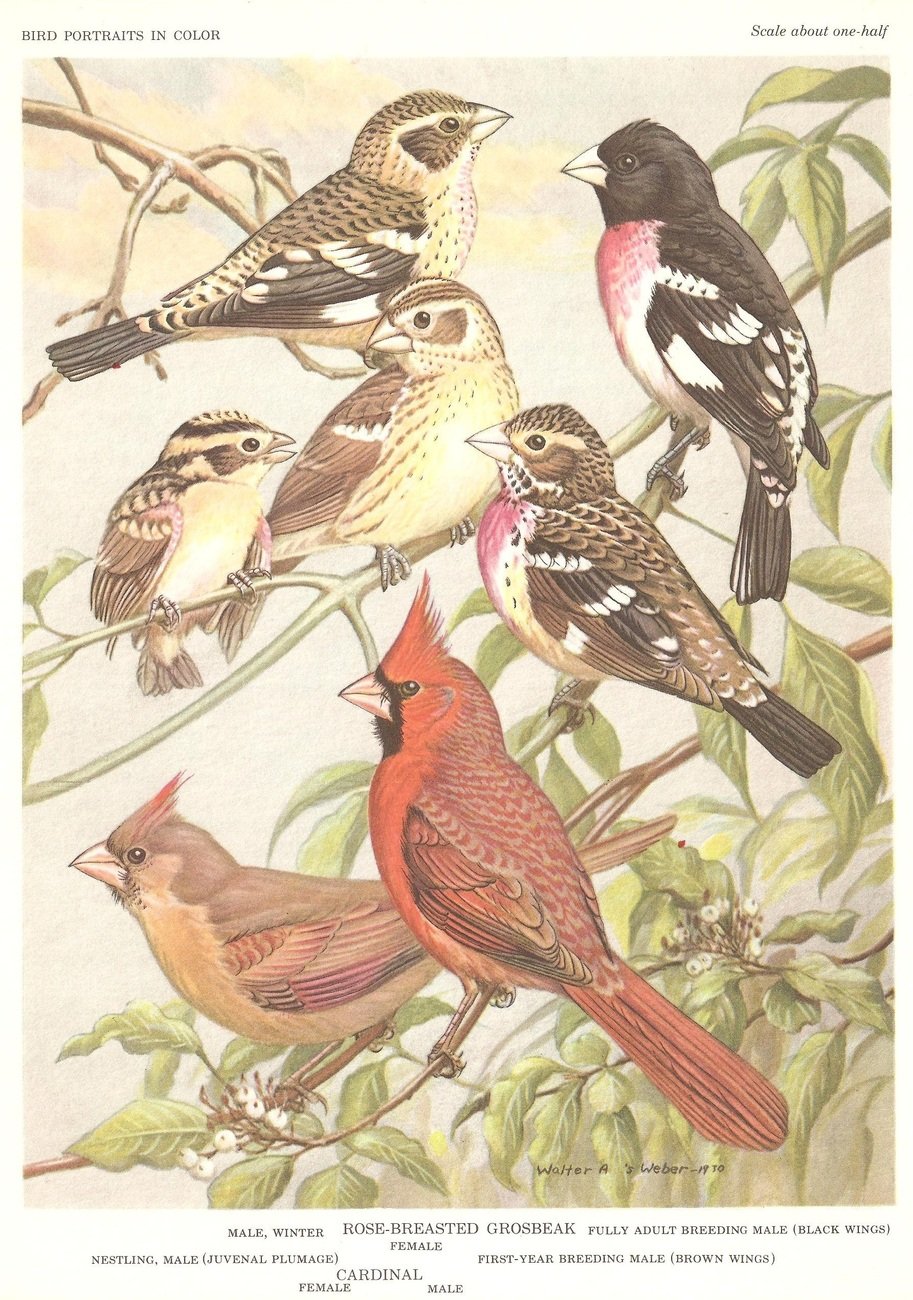 Walter Weber Bird Portrait Grosbeak Finch Vintage Print 1960