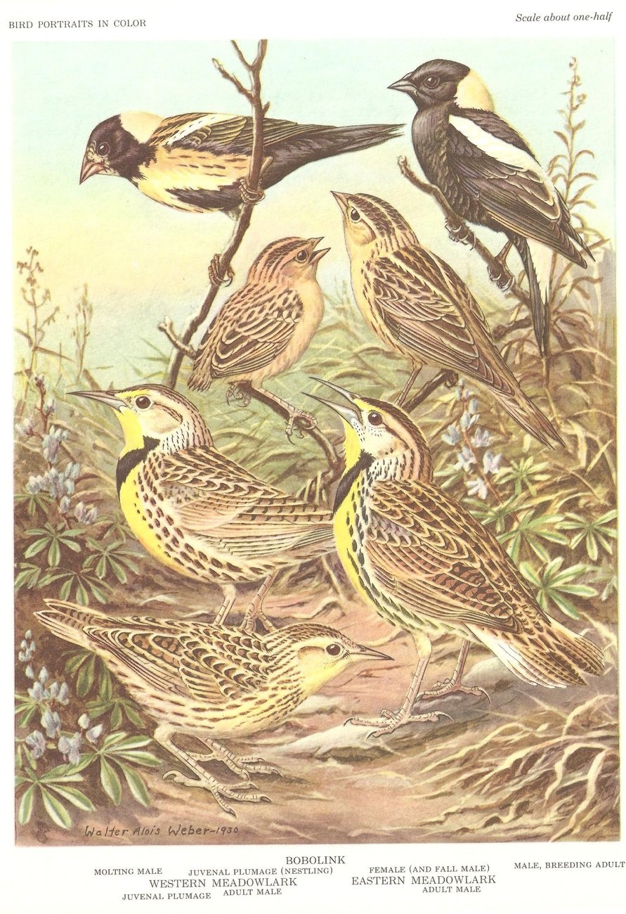 Walter Weber Bird Portrait Meadowlark Vintage Print 1960