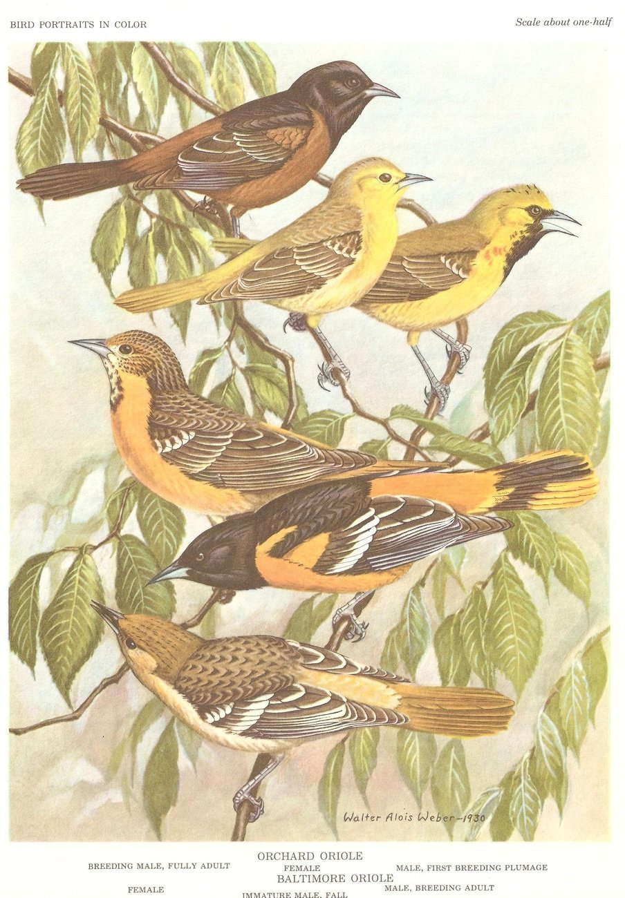 Walter Weber Bird Portrait Orioles Vintage Print 1960