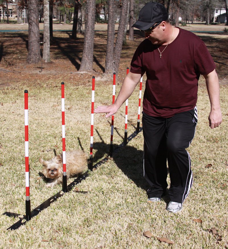 Weave Poles with Metal Base - Dog Agility