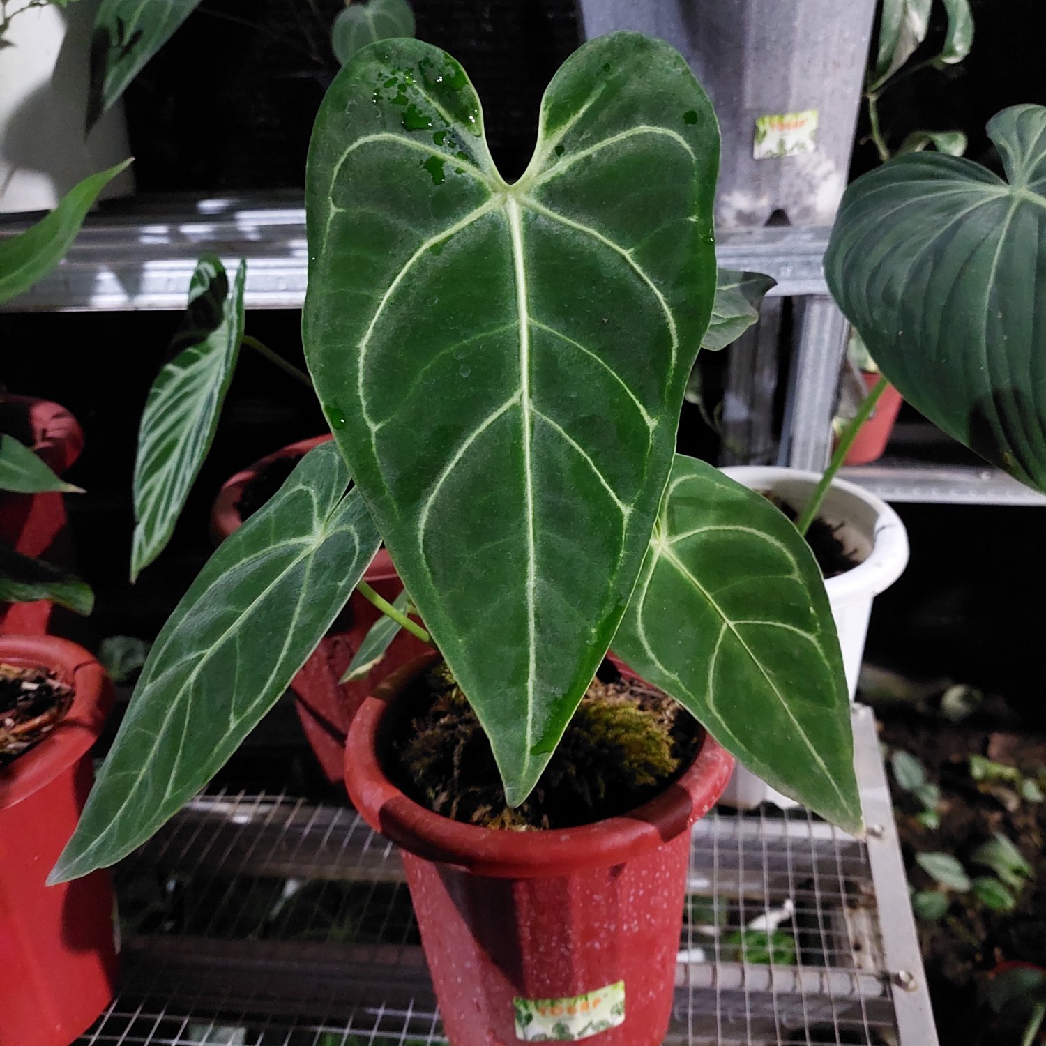 Anthurium Regale