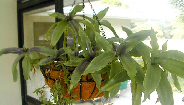 Callisia Fragrans The False Bromeliad Indoor/outdoor