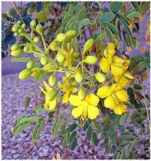 Caesalpinia Cacalaco 'Cascalote' Tree/Shrub