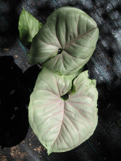 Syngonium Podophyllum 'Mango Allusion' Vine Ravishing House Plant!