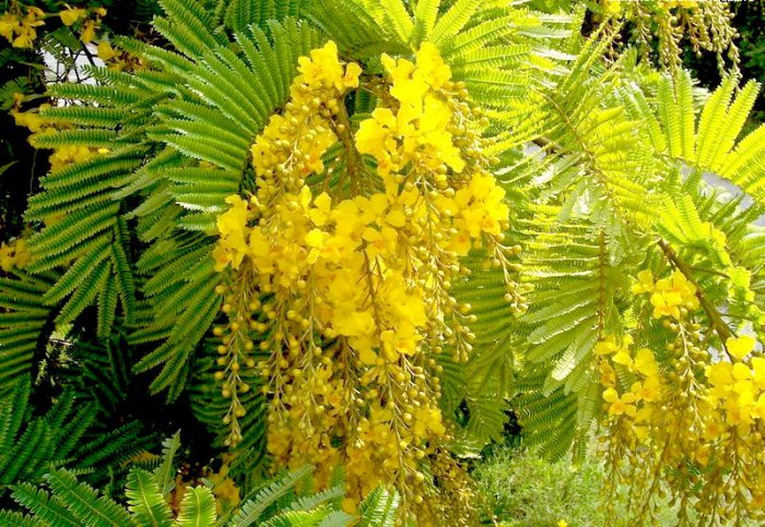 Peltophorum Pterocarpum, Beautiful Copper Pod Tree 10 Seeds