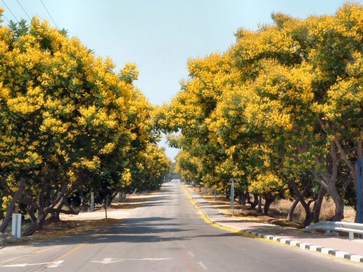 Peltophorum Pterocarpum, Beautiful Copper Pod Tree 10 Seeds