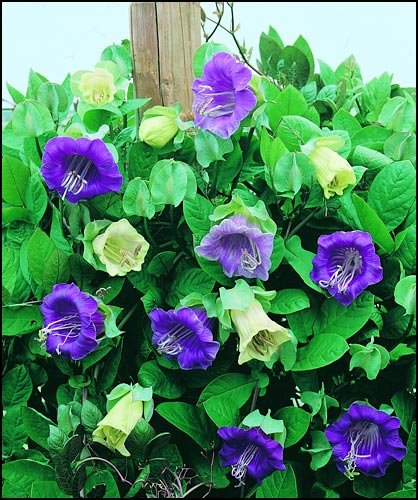 Cobaea Scandens Vine ~ Cathedral Bells ~ BEAUTIFUL Cup & Saucer Vine