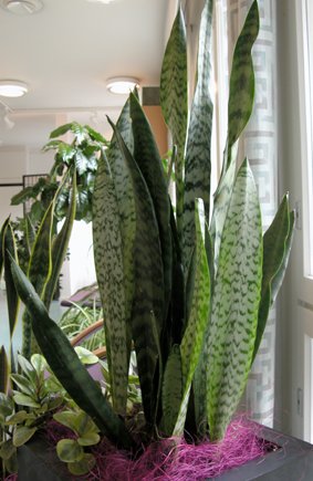 Sanseviera Hyacinthoides ~ Mother In Law Tongue ~ Bowstring Hemp