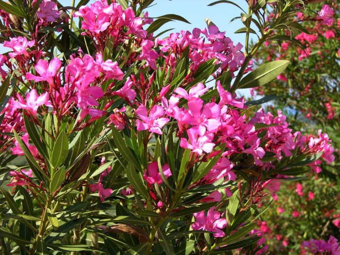 Nerium Oleander HOT PINK 30 seeds, Small & Hardy Tropical Tree/Shrub