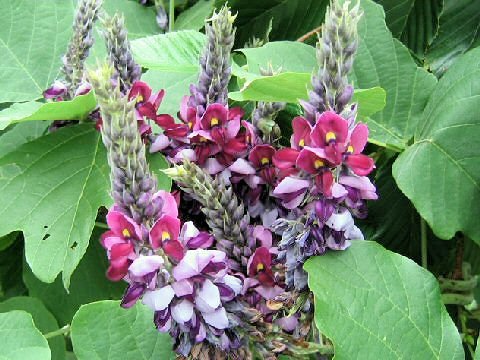 Pueraria Lobata Kudzu Vine Seeds