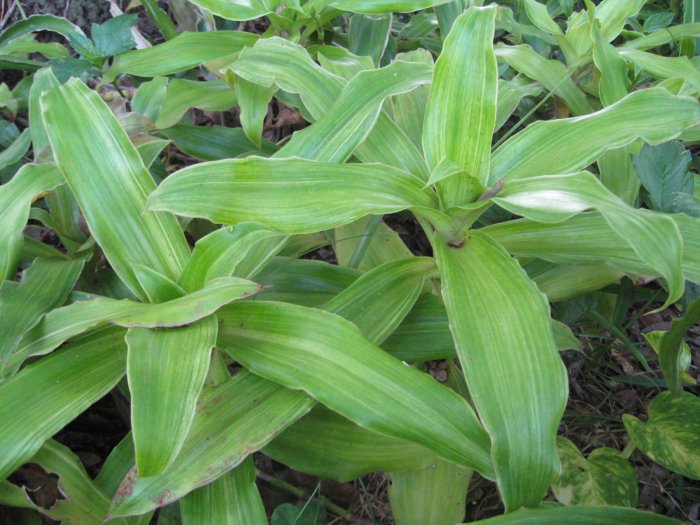 Callisia Fragrans The Rare Variegated Cultivar, The False Bromeliad ...